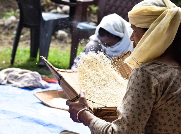 Rice Cultivation in Sri Lanka - High Rayz